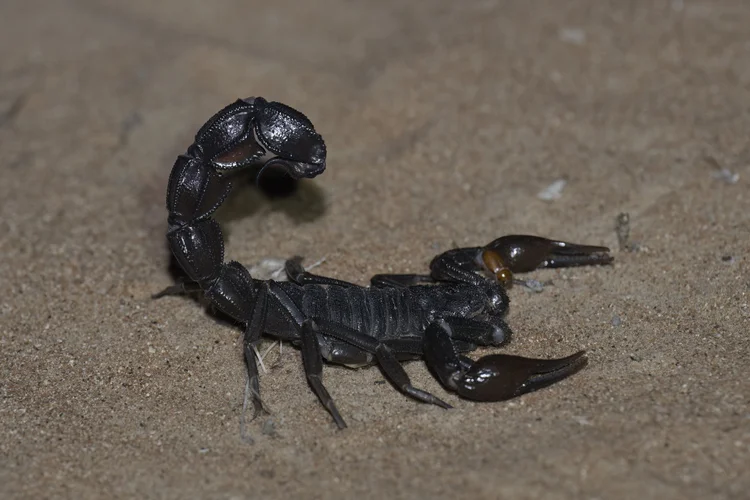 Arabian Fat-tailed Scorpion | العقرب الأسود | Androctonus crassicauda ...