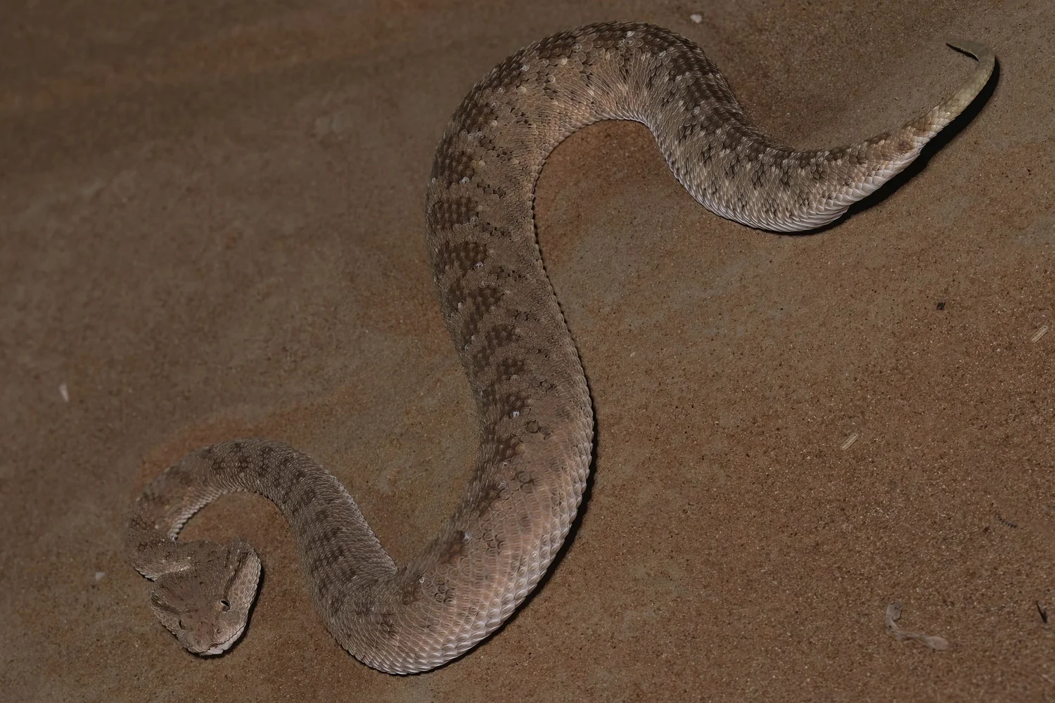 Arabian Horned Viper | الأفعى المقرنة العربية | Cerastes gasperettii ...