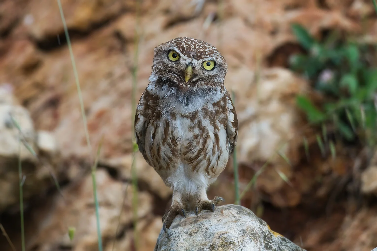 Owl Eye Colors — Wildlife Photography Journey