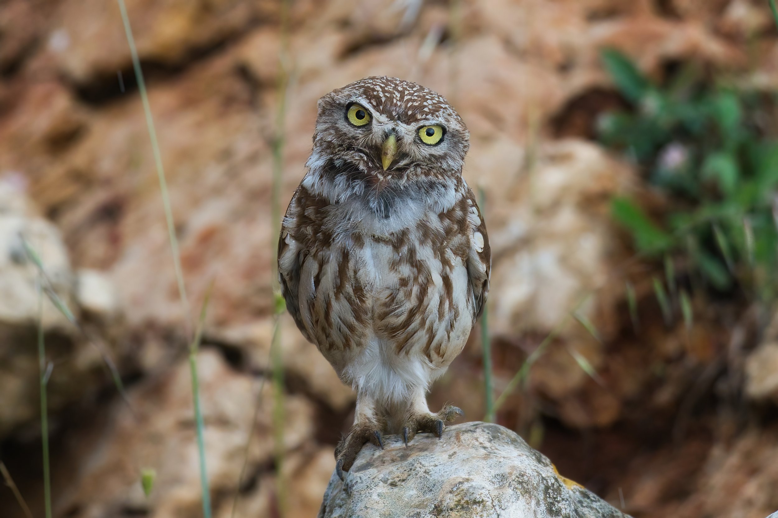 Owl Eye Colors — Wildlife Photography Journey