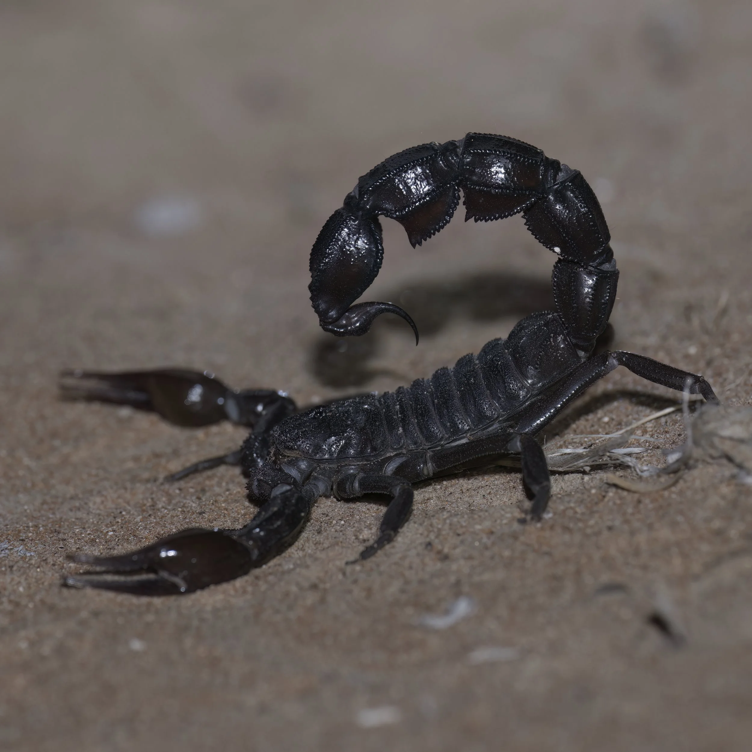Arabian Fat-tailed Scorpion | العقرب الأسود | Androctonus crassicauda ...