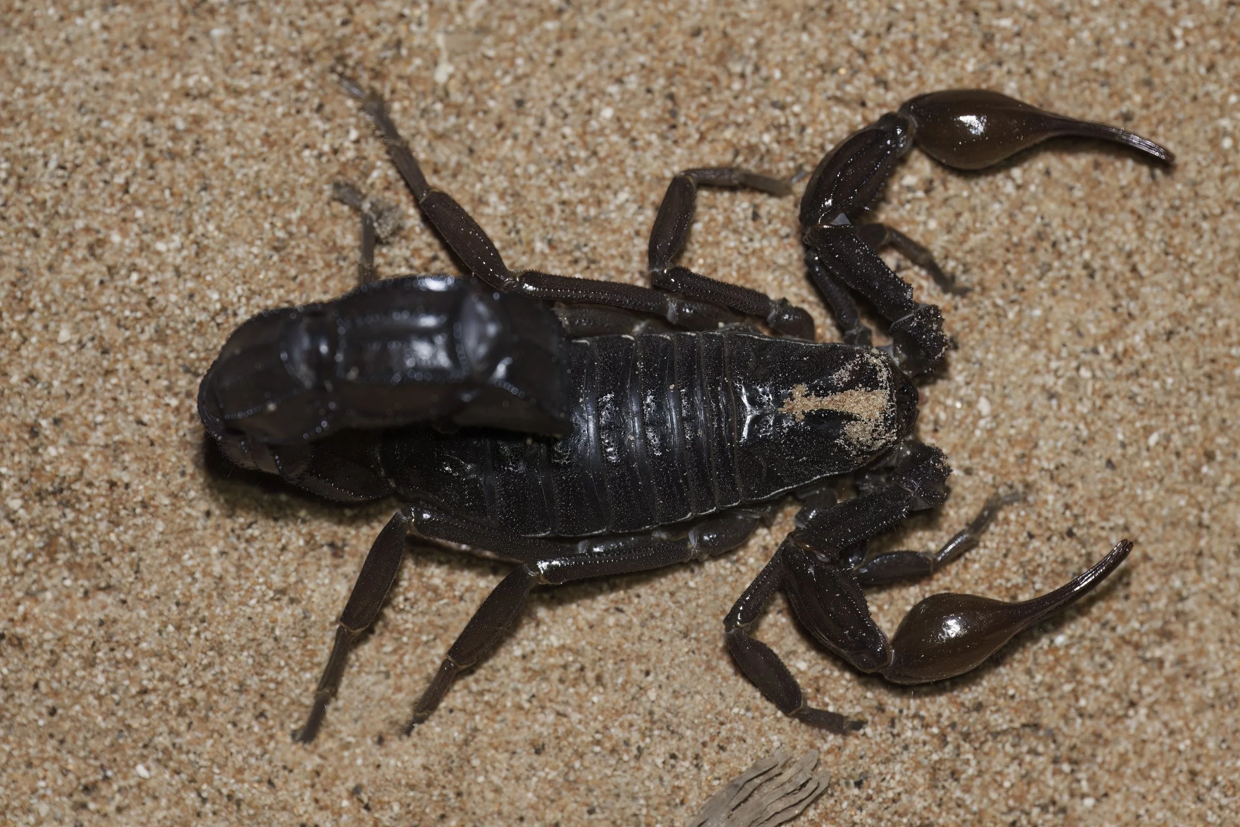 Arabian Fat-tailed Scorpion | العقرب الأسود | Androctonus crassicauda ...