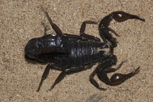 Arabian Fat-tailed Scorpion | العقرب الأسود | Androctonus crassicauda ...