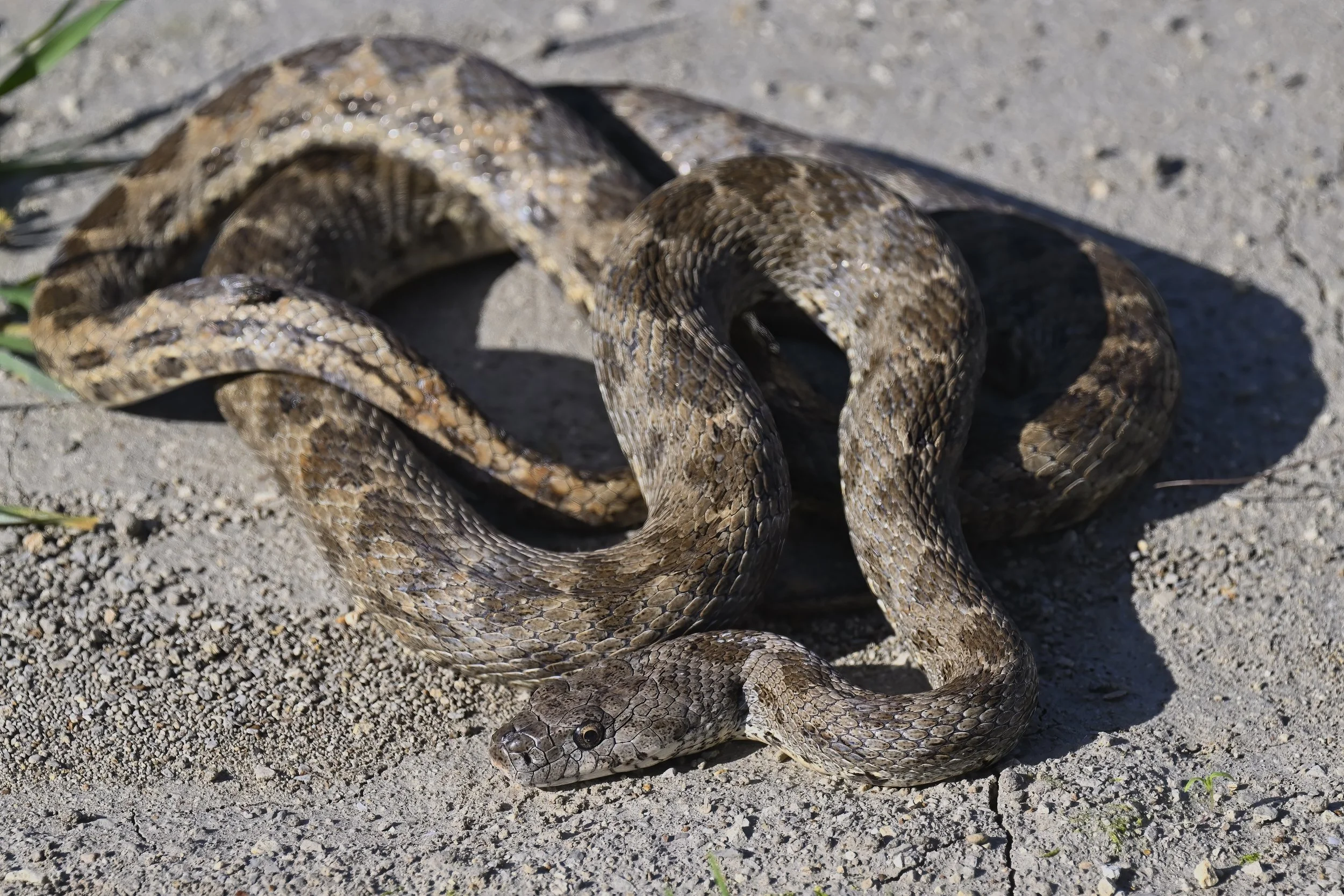 Coin-Marked Snake (Hemorrhois nummifer) — Wildlife Photography Journey