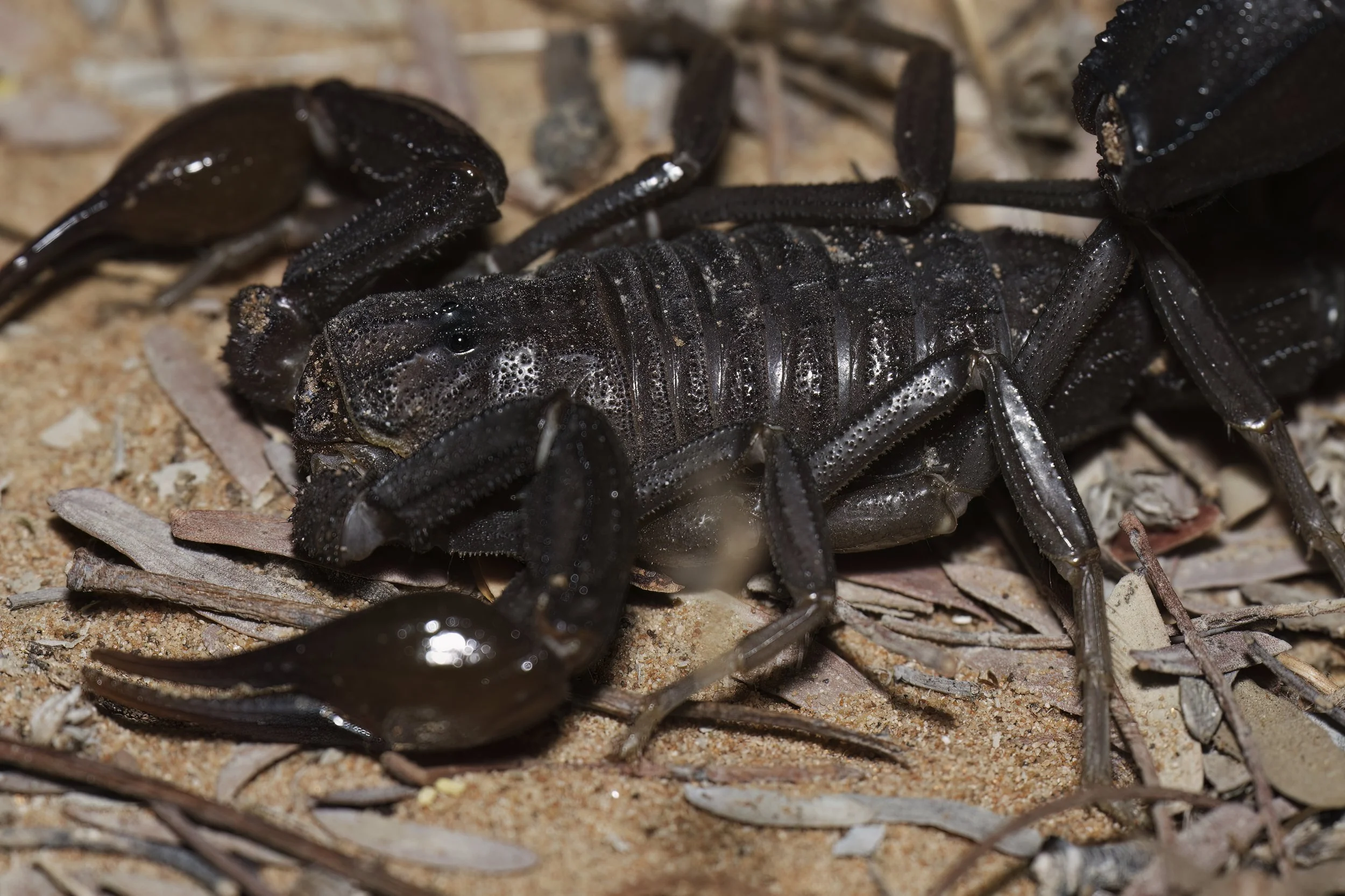 Arabian Fat-tailed Scorpion | العقرب الأسود | Androctonus crassicauda ...