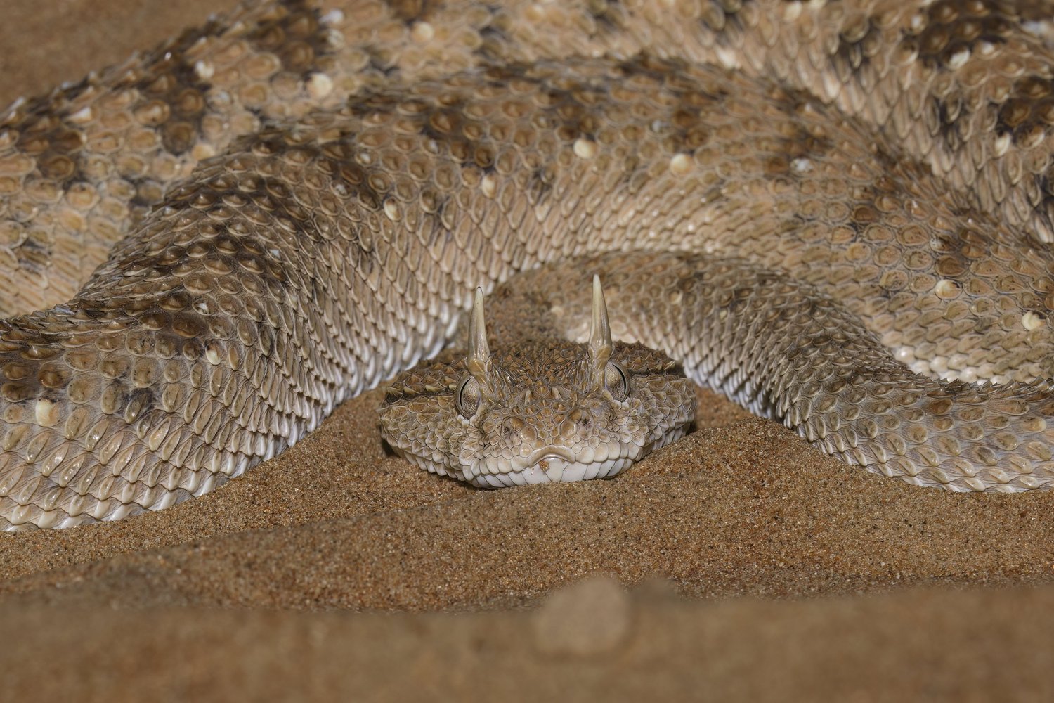 Arabian Horned Viper | الأفعى المقرنة العربية | Cerastes gasperettii ...