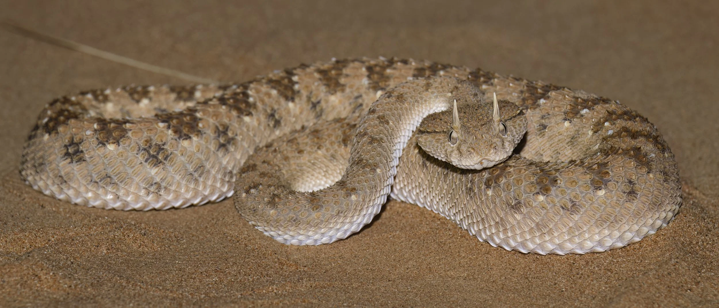 Arabian Horned Viper | الأفعى المقرنة العربية | Cerastes gasperettii ...