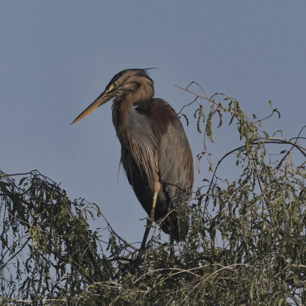 Visual Guide to Differentiating Similar Bird Species: Herons ...