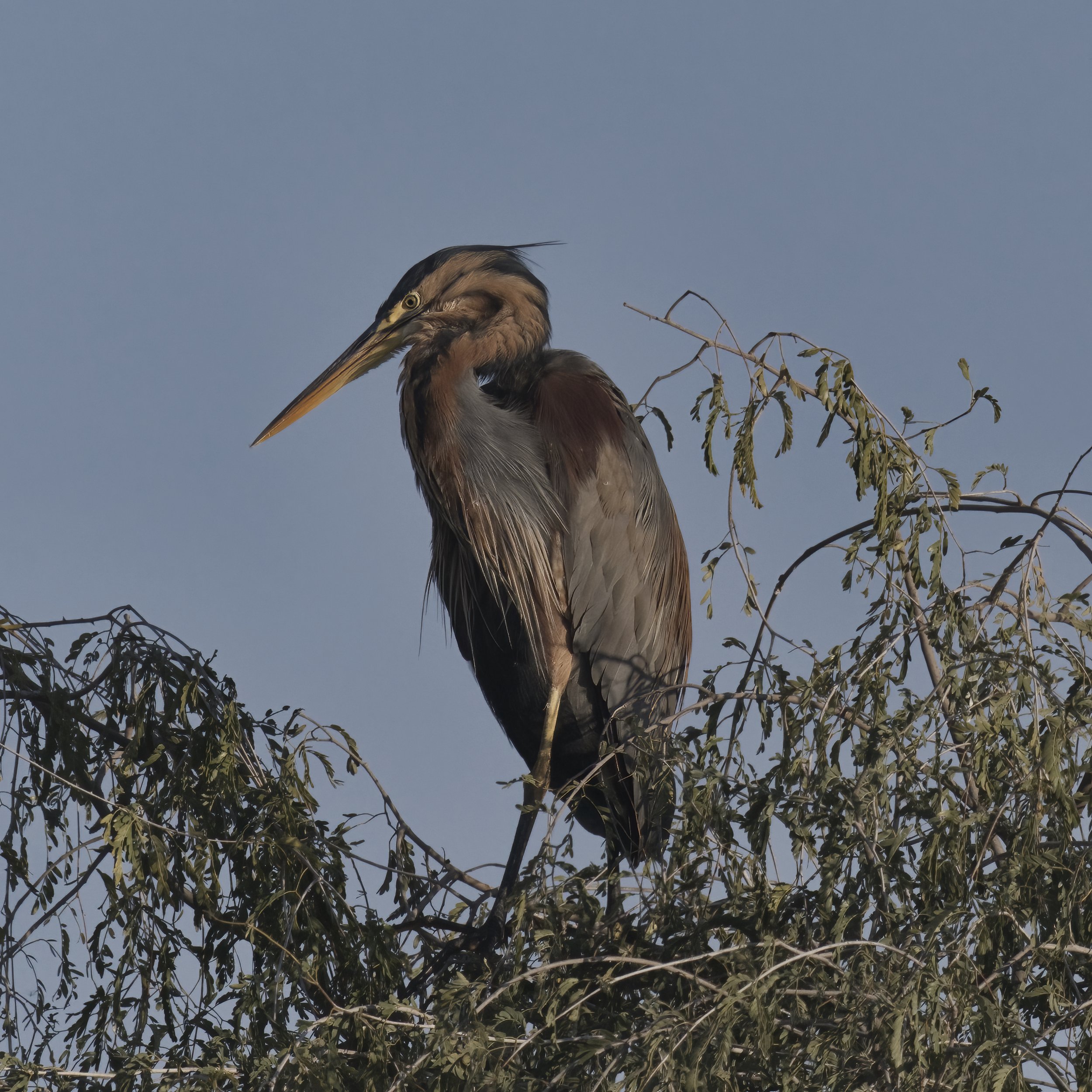 Visual Guide to Differentiating Similar Bird Species: Herons ...