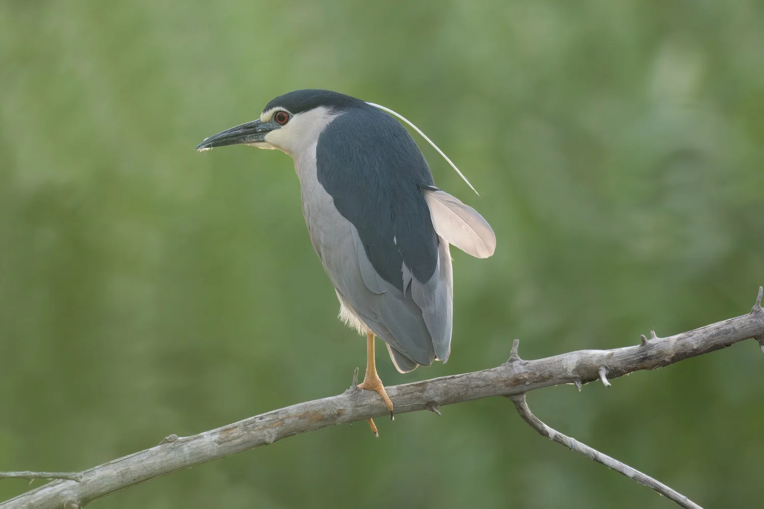 Visual Guide to Differentiating Similar Bird Species: Herons ...