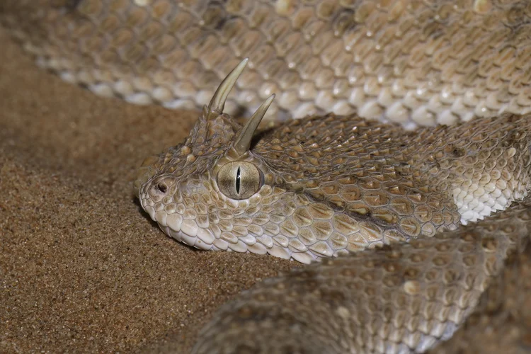 Arabian Horned Viper | الأفعى المقرنة العربية | Cerastes gasperettii ...