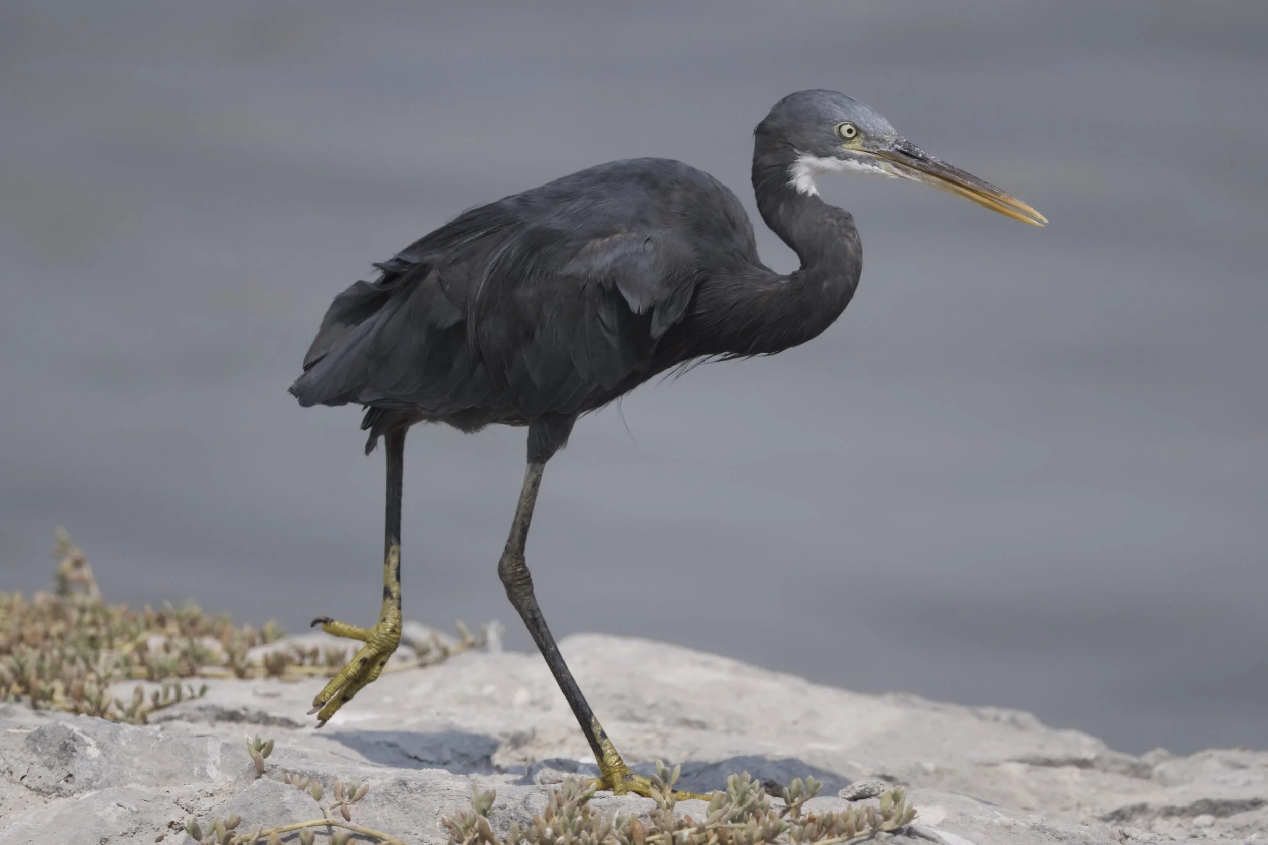 Visual Guide to Differentiating Similar Bird Species: Herons ...