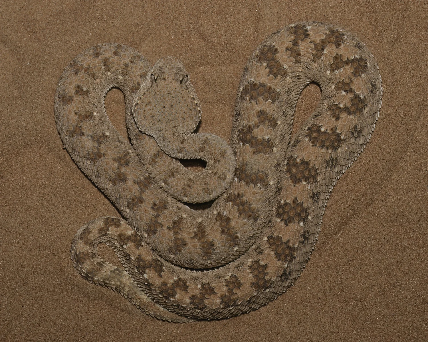 Arabian Horned Viper | الأفعى المقرنة العربية | Cerastes gasperettii ...