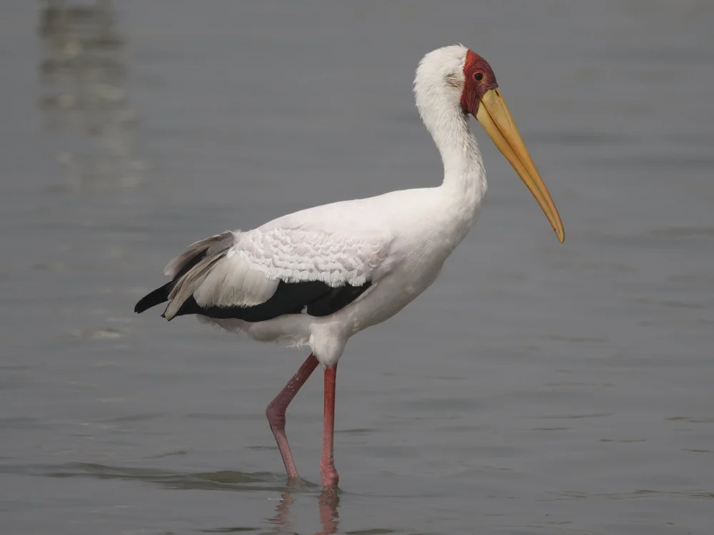 Visual Guide to Differentiating Similar Bird Species: Herons ...