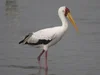 Visual Guide to Differentiating Similar Bird Species: Herons ...