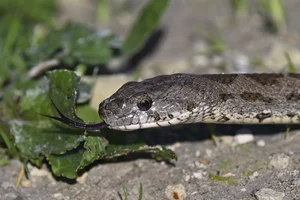 Coin-Marked Snake (Hemorrhois nummifer) — Wildlife Photography Journey