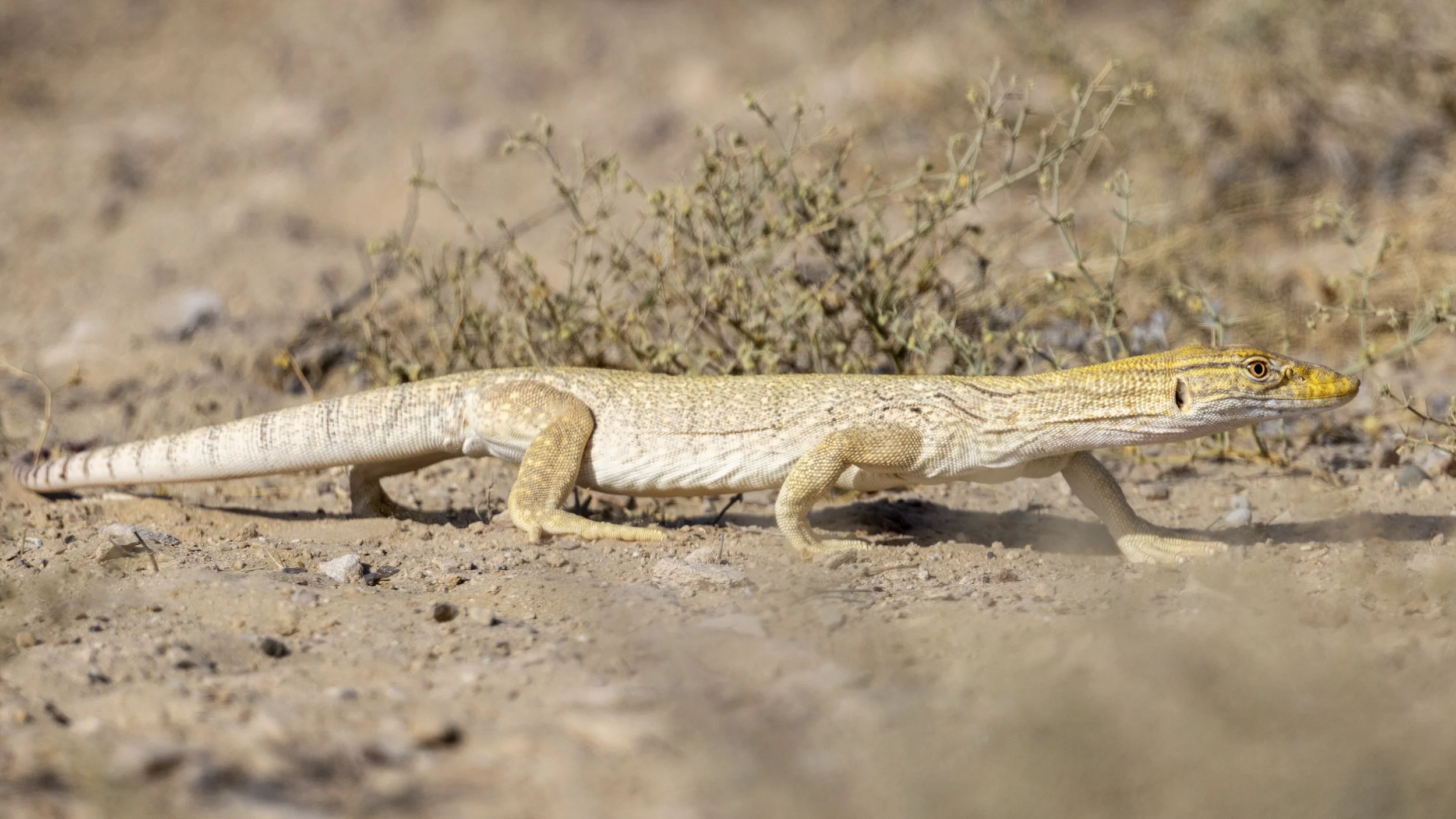 Desert Monitor (Varanus griseus) — Wildlife Photography Journey