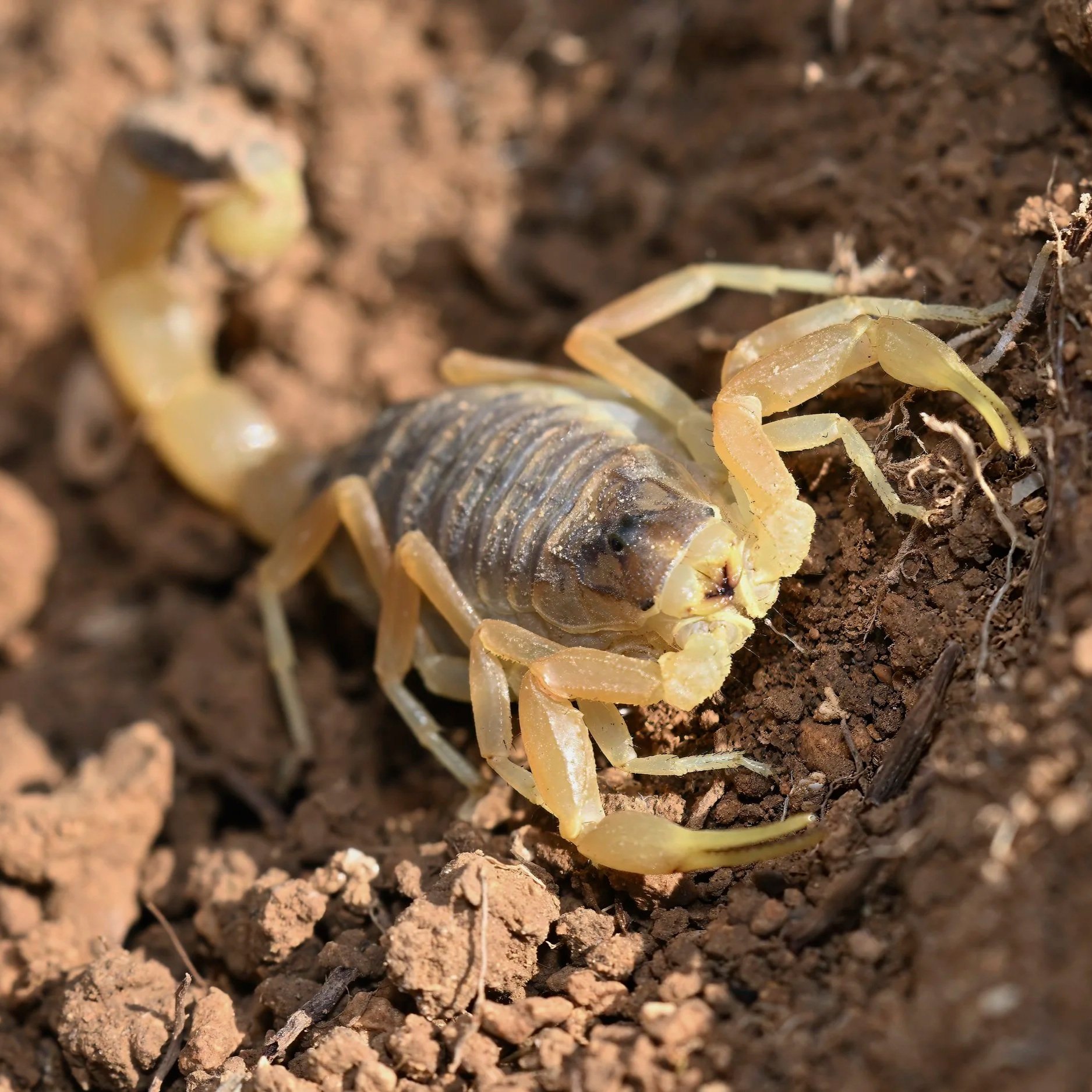 Arabian Fat-tailed Scorpion | العقرب الأسود | Androctonus crassicauda ...