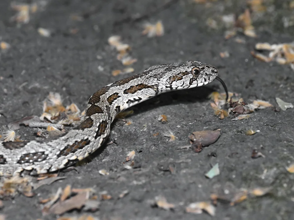 Coin-Marked Snake (Hemorrhois nummifer) — Wildlife Photography Journey