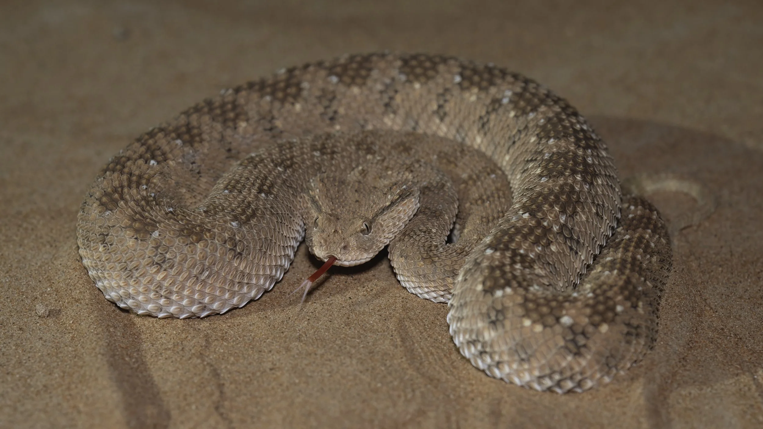 Arabian Horned Viper | الأفعى المقرنة العربية | Cerastes gasperettii ...