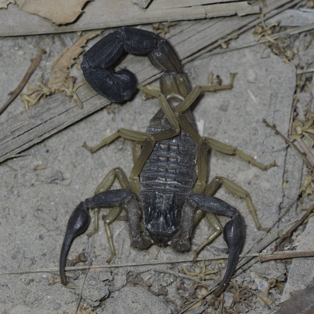 Arabian Fat-tailed Scorpion | العقرب الأسود | Androctonus crassicauda ...