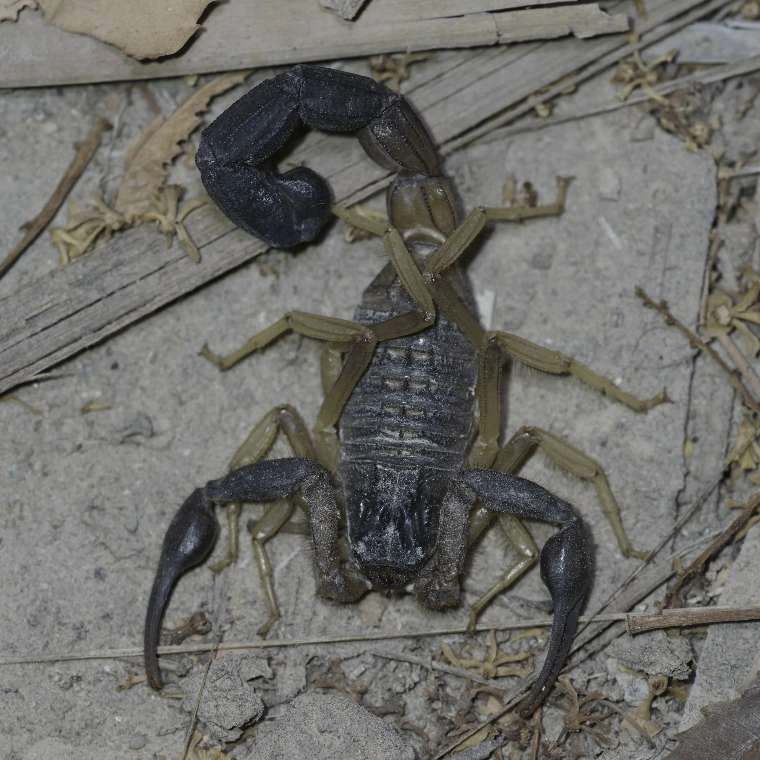 Arabian Fat-tailed Scorpion | العقرب الأسود | Androctonus crassicauda ...
