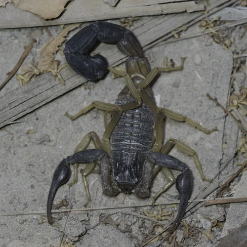 Arabian Fat-tailed Scorpion | العقرب الأسود | Androctonus crassicauda ...