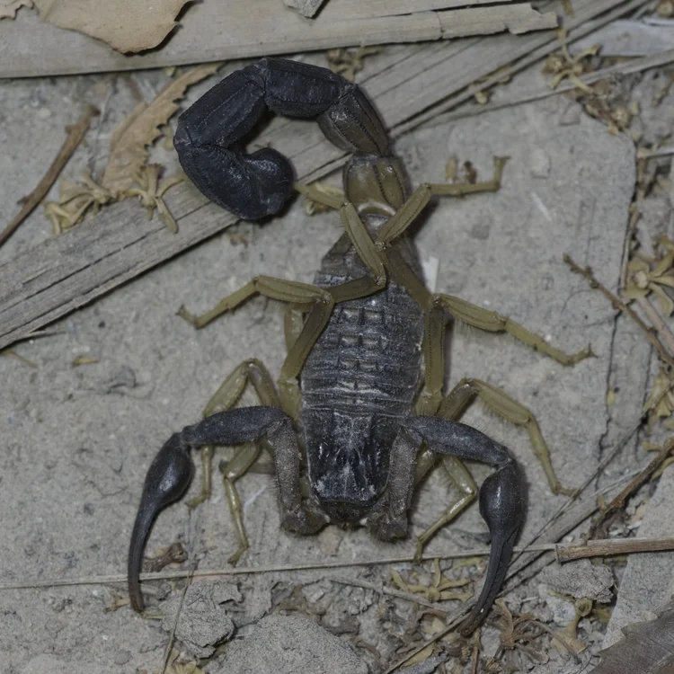 Arabian Fat-tailed Scorpion | العقرب الأسود | Androctonus crassicauda ...