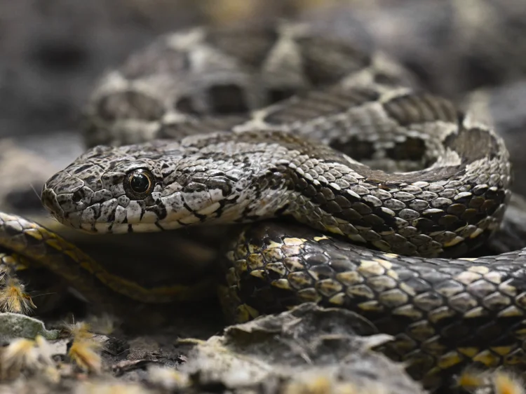 Coin-Marked Snake (Hemorrhois nummifer) — Wildlife Photography Journey