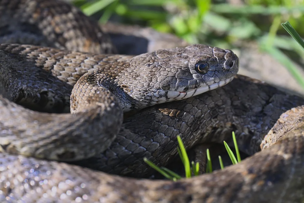 Coin-Marked Snake (Hemorrhois nummifer) — Wildlife Photography Journey