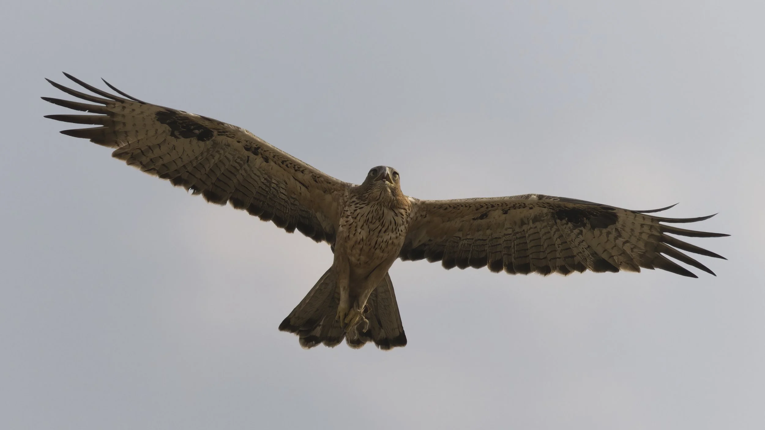 Bonelli's eagle (Aquila fasciata) — Wildlife Photography Journey