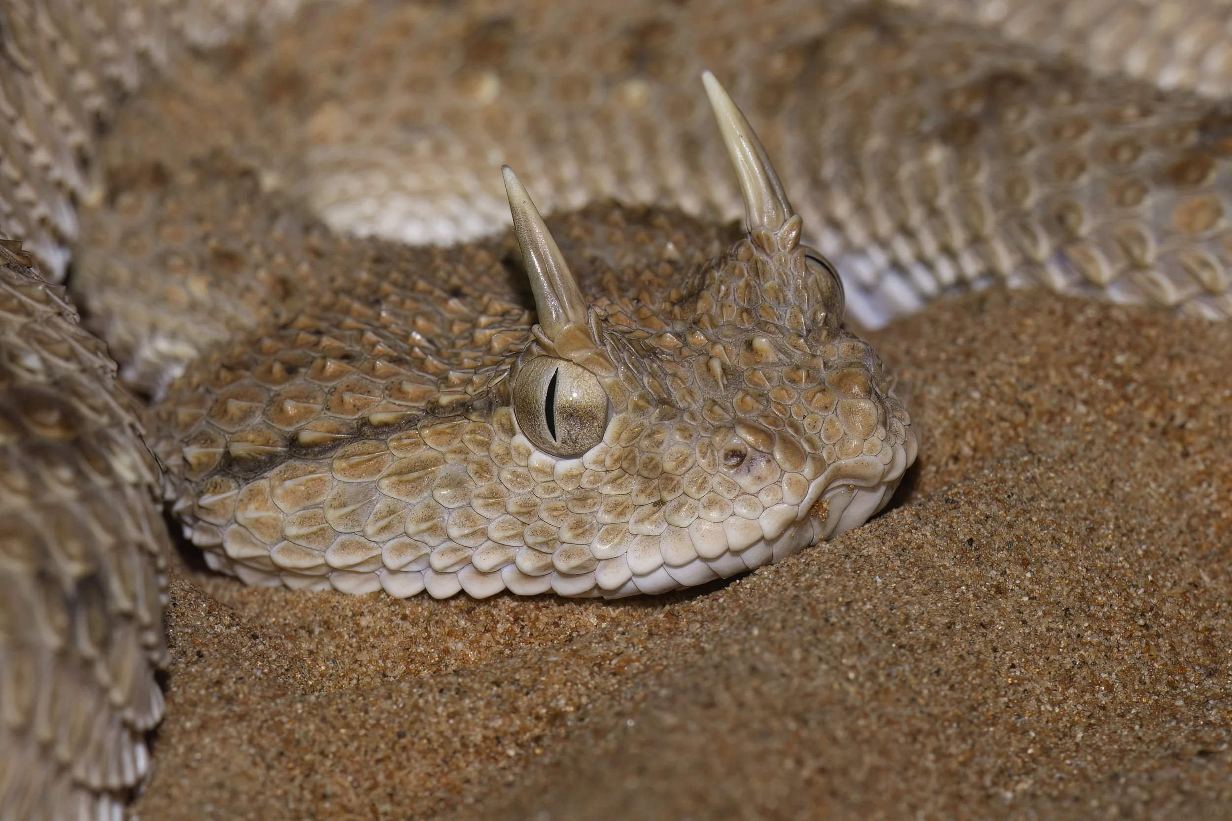 Arabian Horned Viper | الأفعى المقرنة العربية | Cerastes gasperettii ...