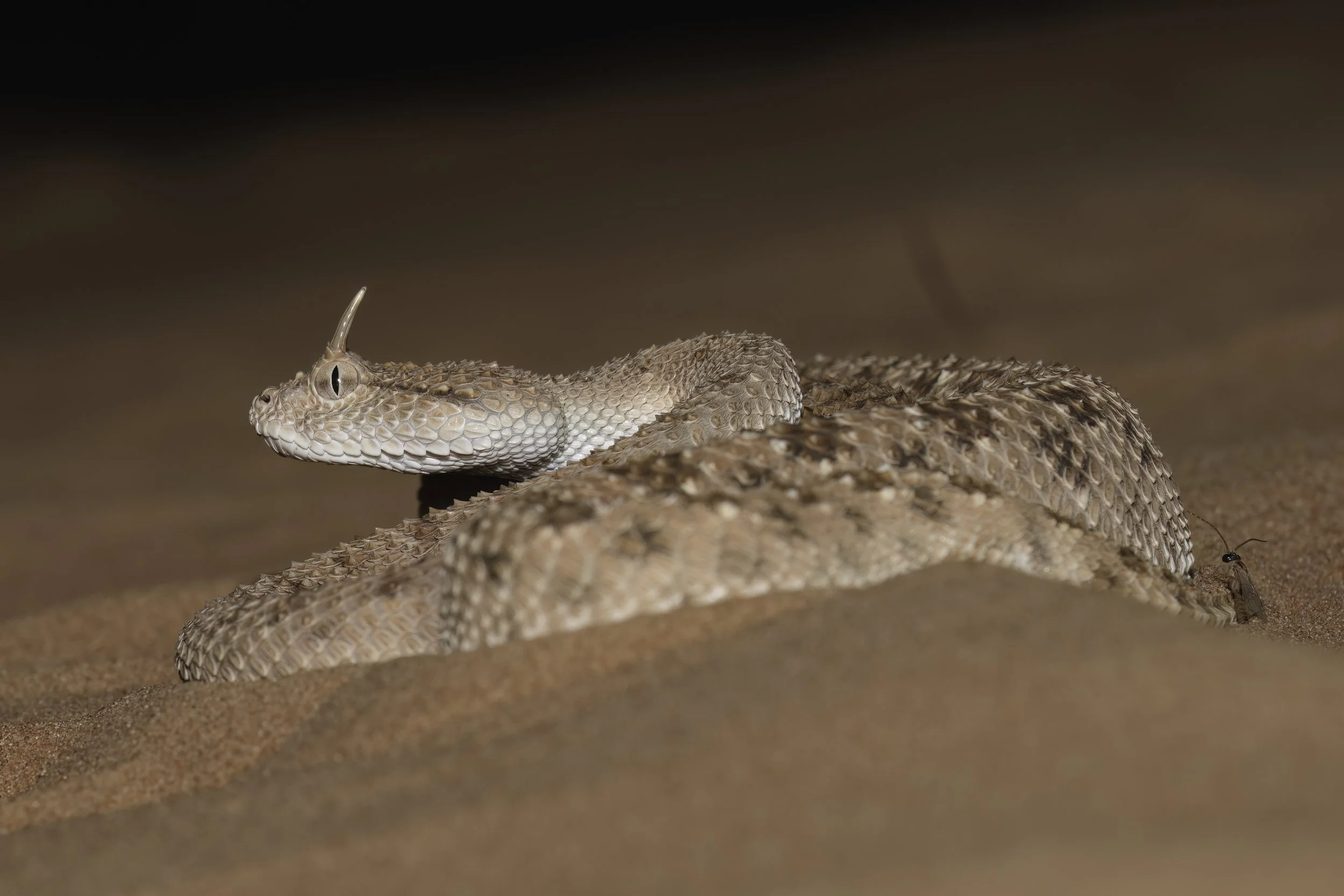 Arabian Horned Viper | الأفعى المقرنة العربية | Cerastes gasperettii ...