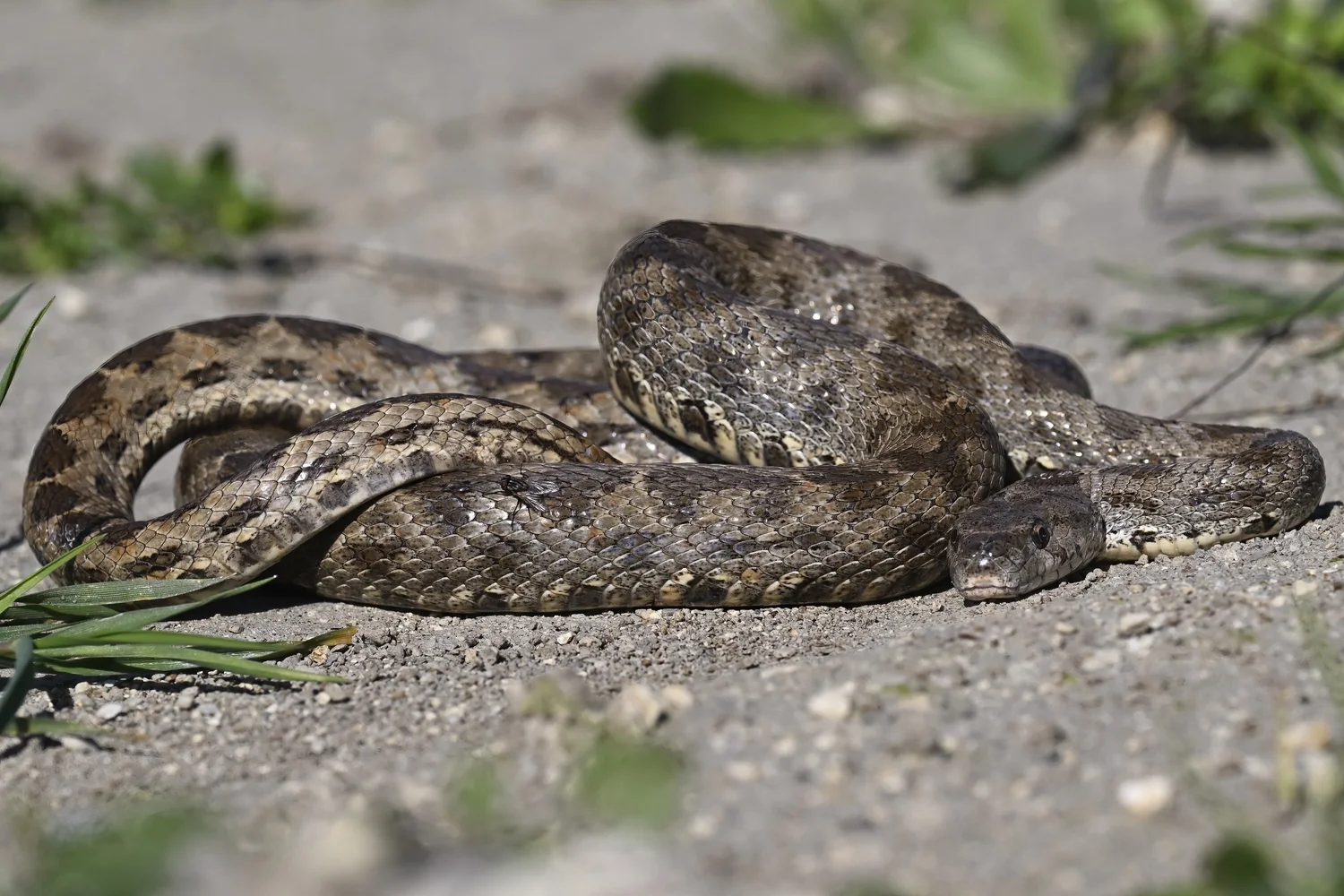 Coin-Marked Snake (Hemorrhois nummifer) — Wildlife Photography Journey
