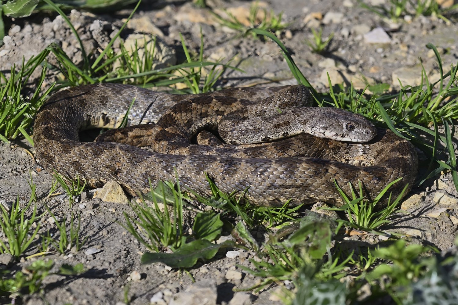 Coin-Marked Snake (Hemorrhois nummifer) — Wildlife Photography Journey