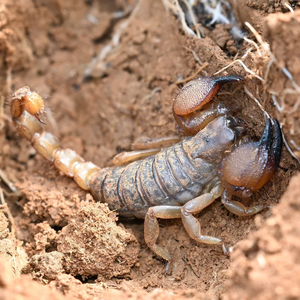 Arabian Fat-tailed Scorpion | العقرب الأسود | Androctonus crassicauda ...