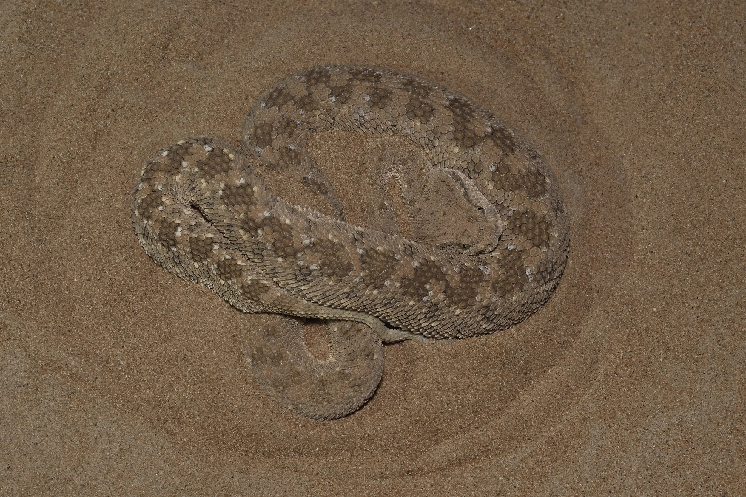 Arabian Horned Viper | الأفعى المقرنة العربية | Cerastes gasperettii ...