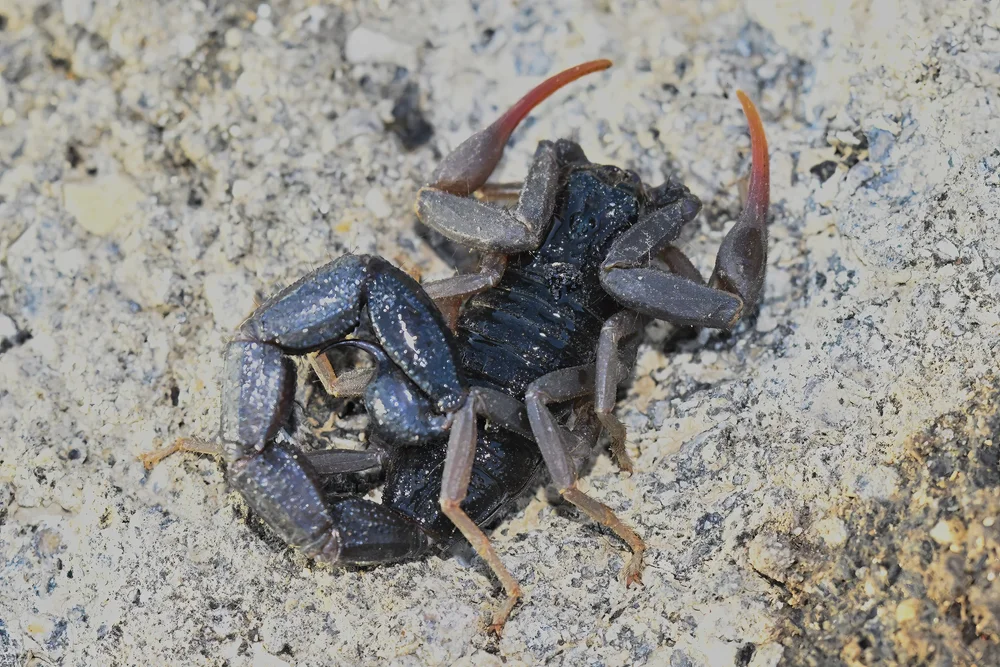 Arabian Fat-tailed Scorpion | العقرب الأسود | Androctonus crassicauda ...