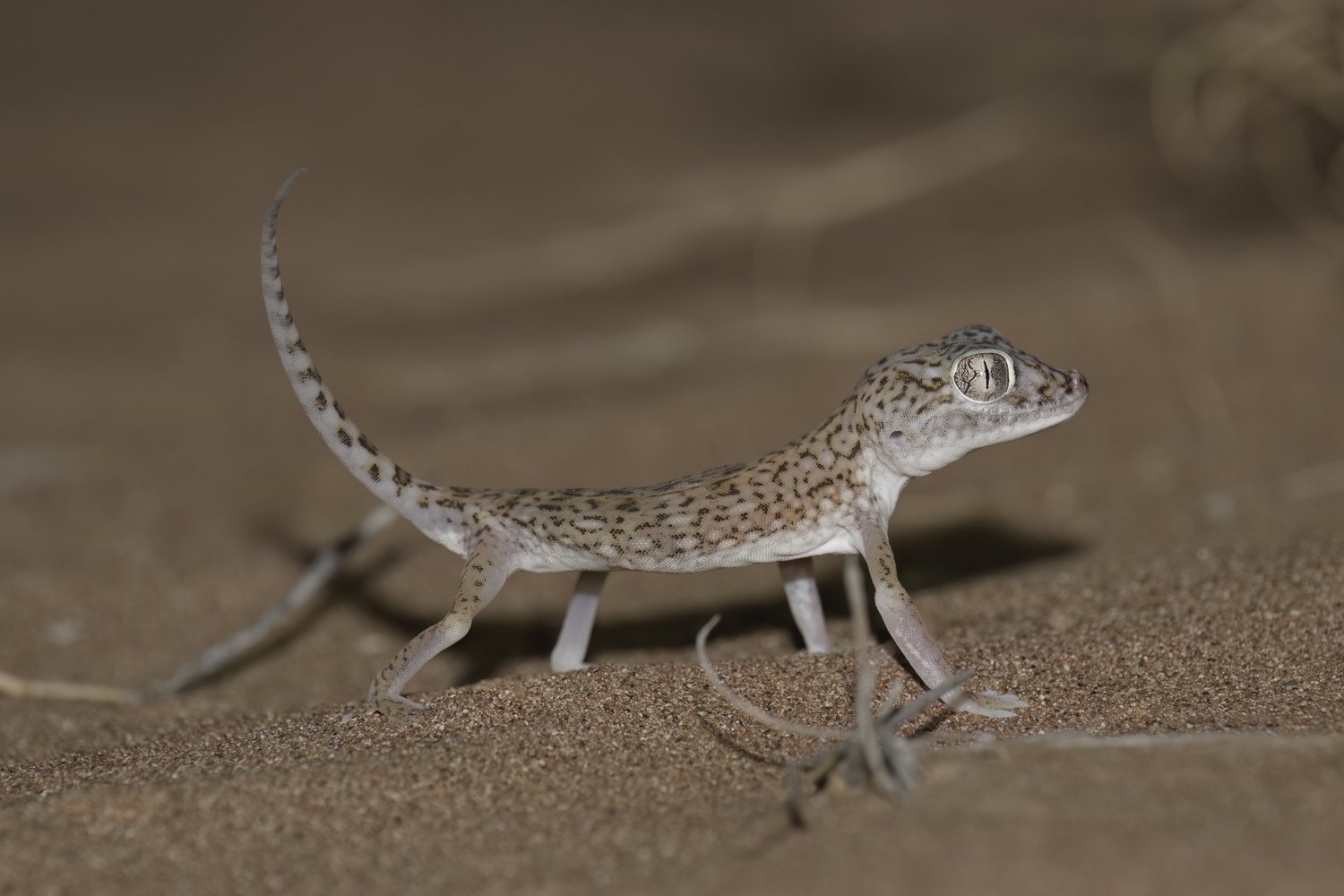 Desert Monitor (Varanus griseus) — Wildlife Photography Journey