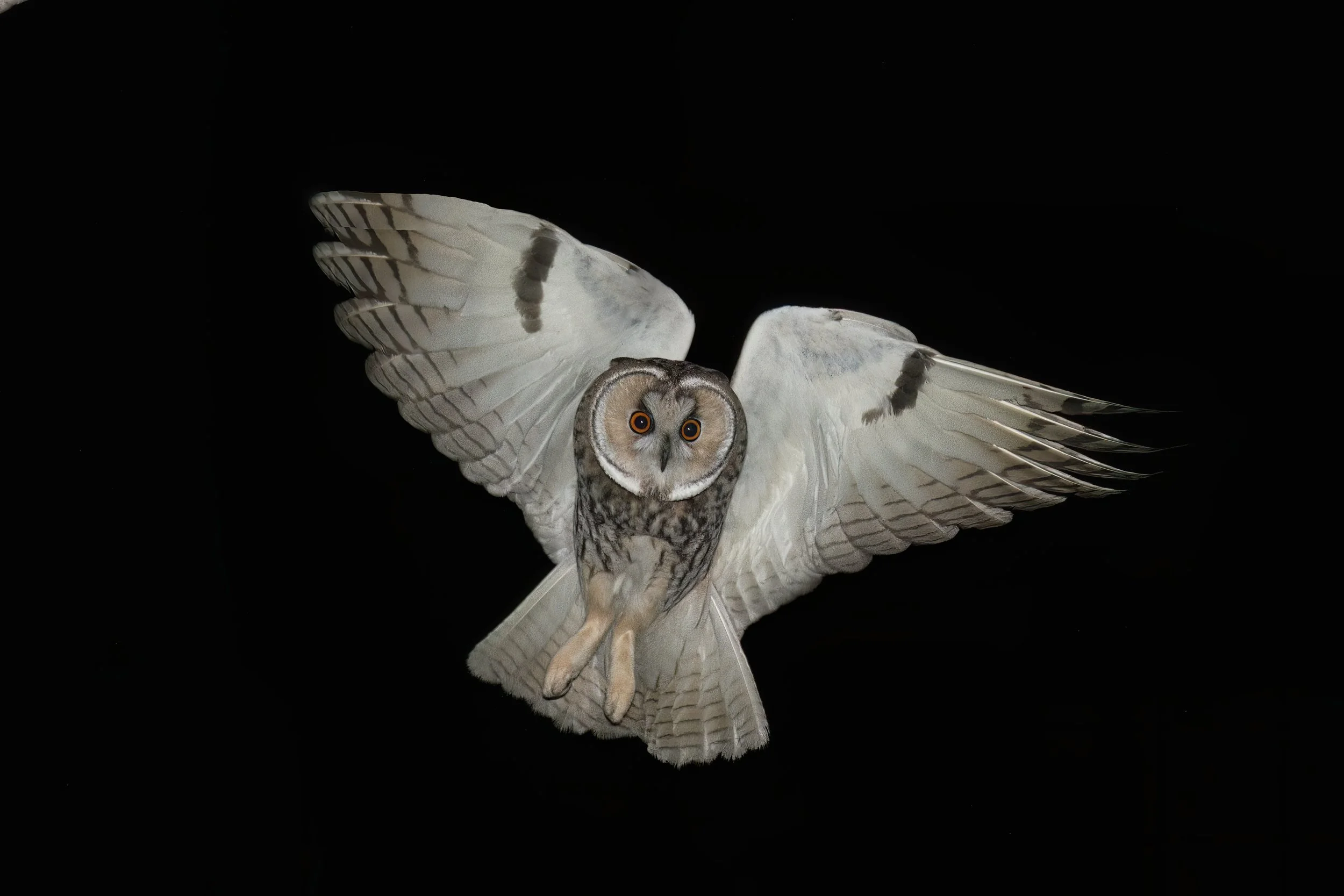 Owl In Flight At Night