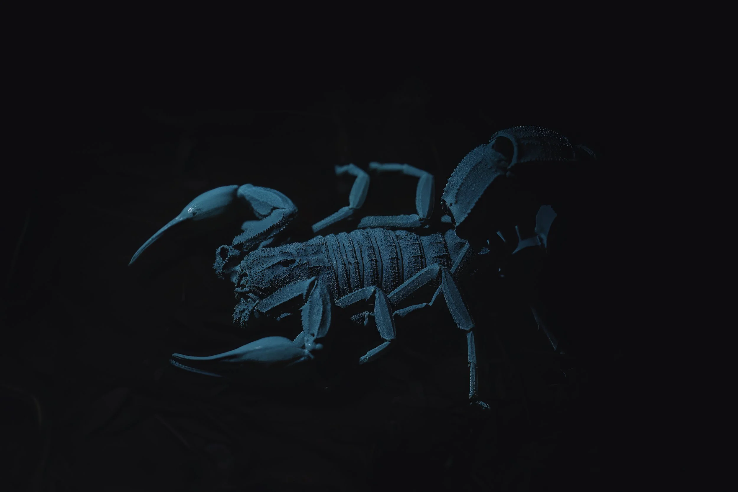 Arabian Fat-tailed Scorpion | العقرب الأسود | Androctonus crassicauda ...