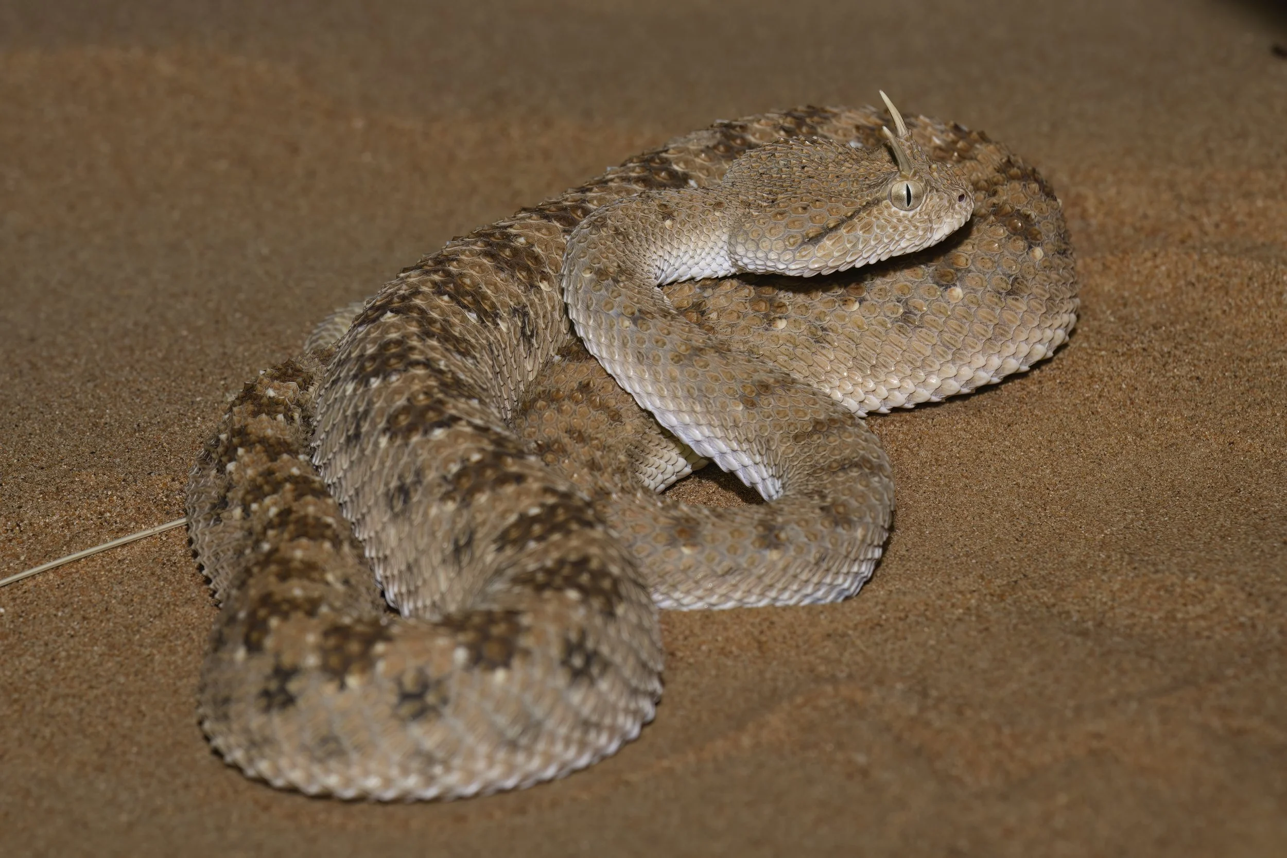 Arabian Horned Viper | الأفعى المقرنة العربية | Cerastes gasperettii ...