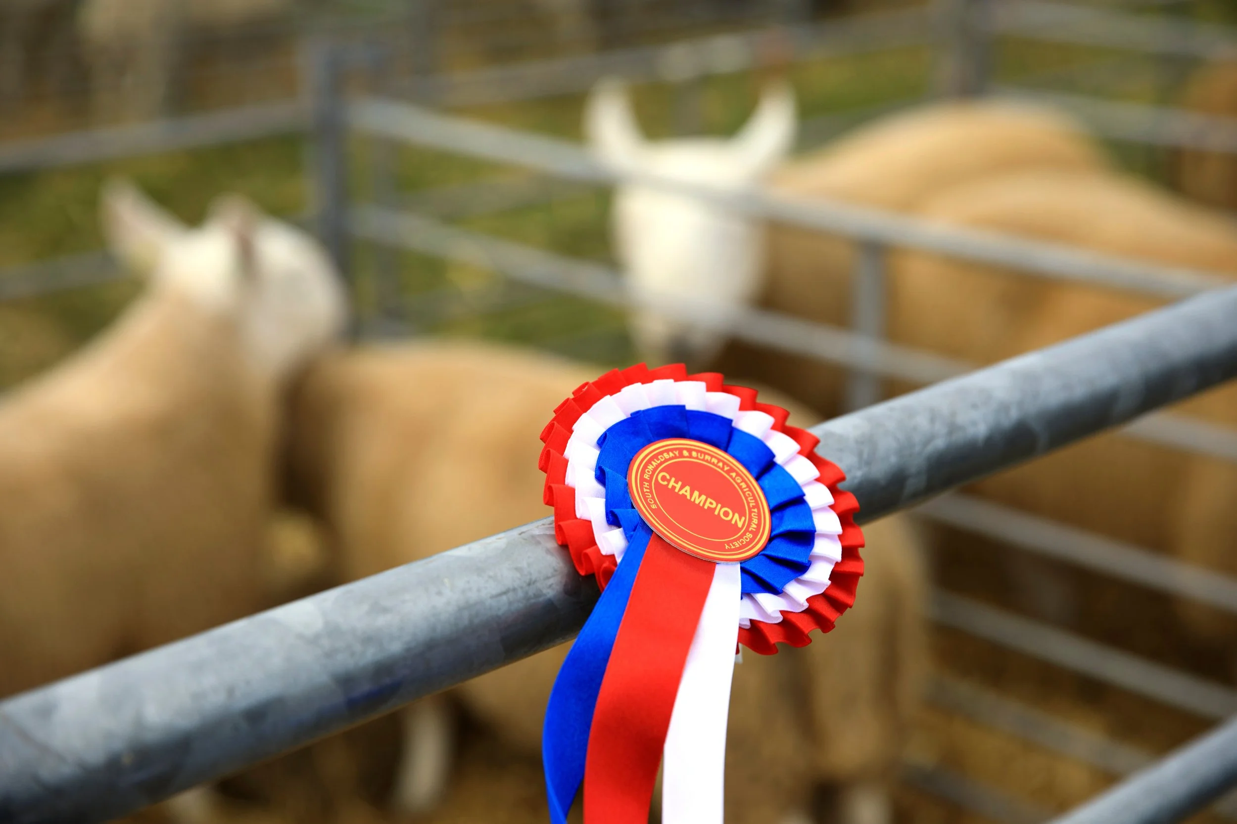 The North American Hill Sheep Show