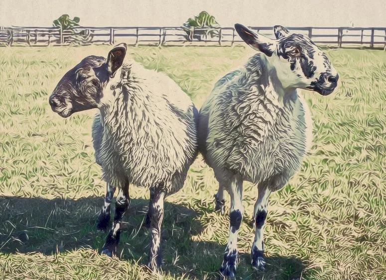 Sheep Breeds — The North American Hill Sheep Show
