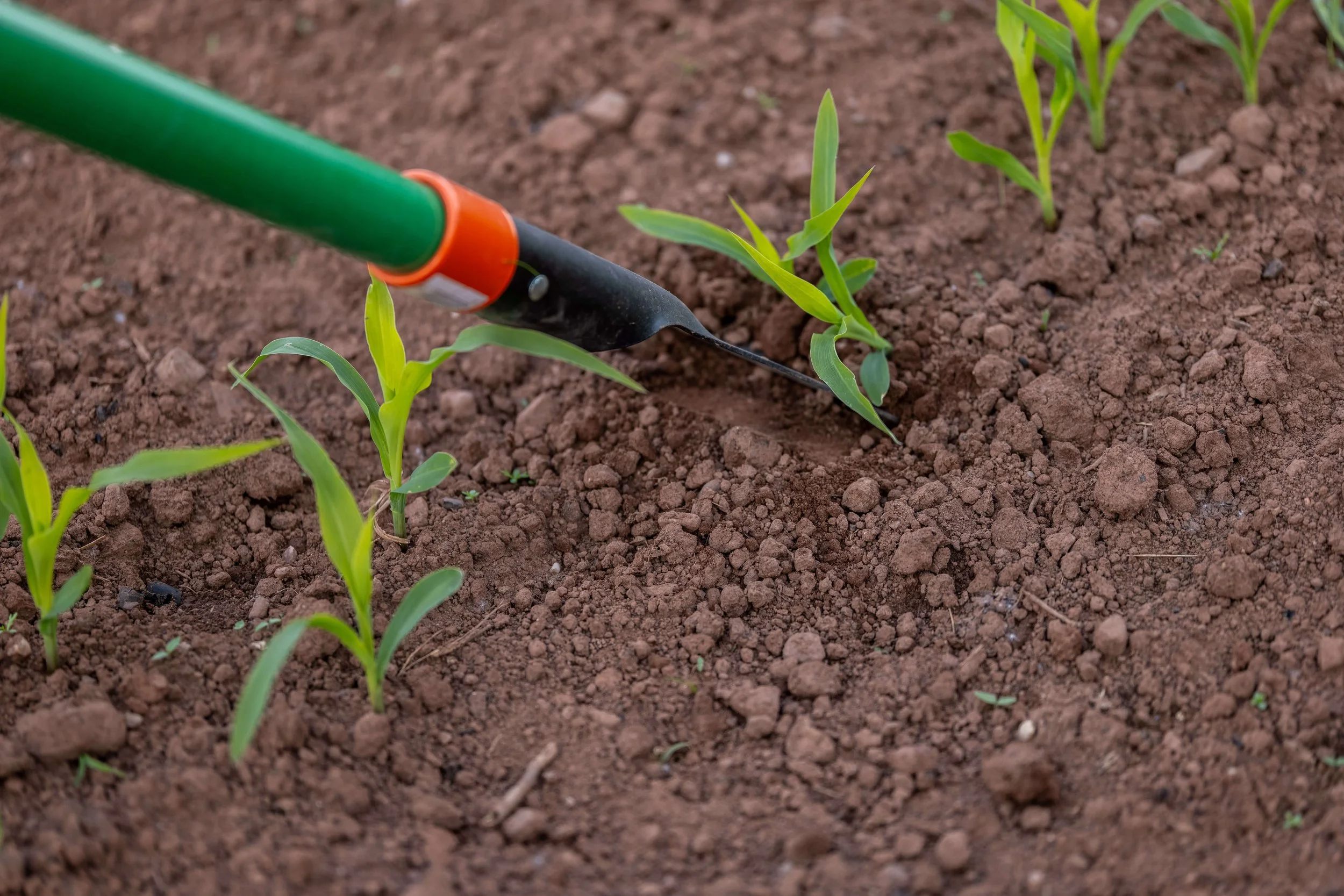 How we make the maize mazes — Elton Giant Mazes
