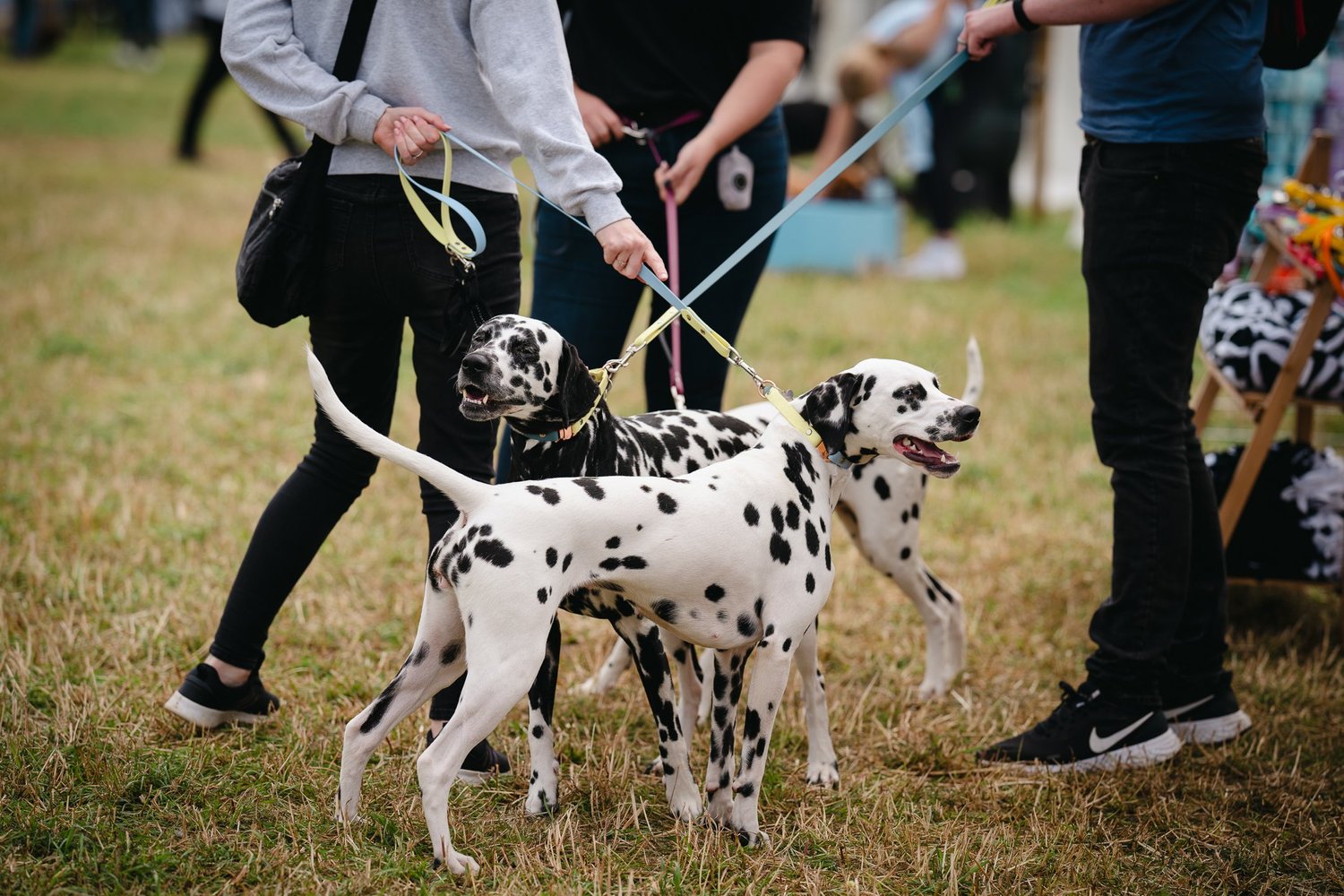 Breed Meets | Discover and Join Today — P in the Park