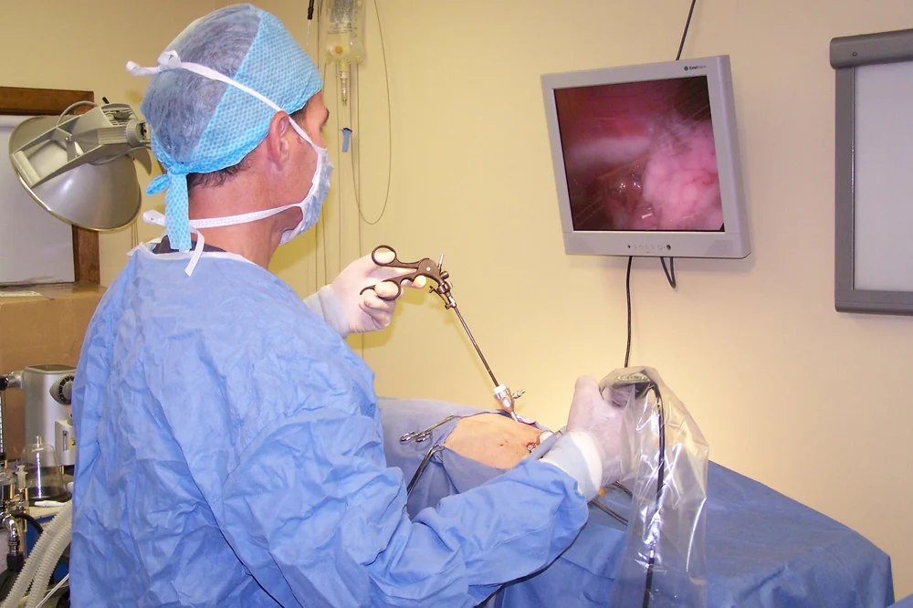 Laparoscopic Spay — Redmond Veterinary Clinic Central Oregon