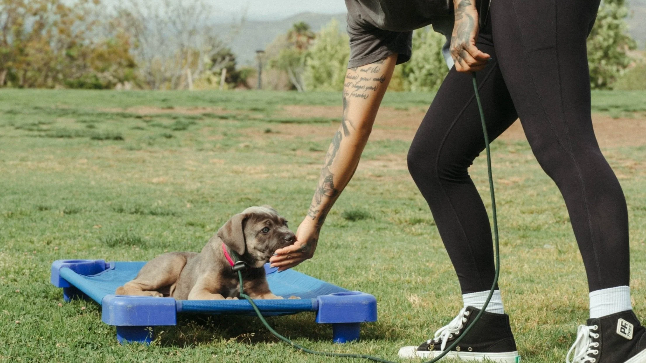 DOG TRAINING BRI