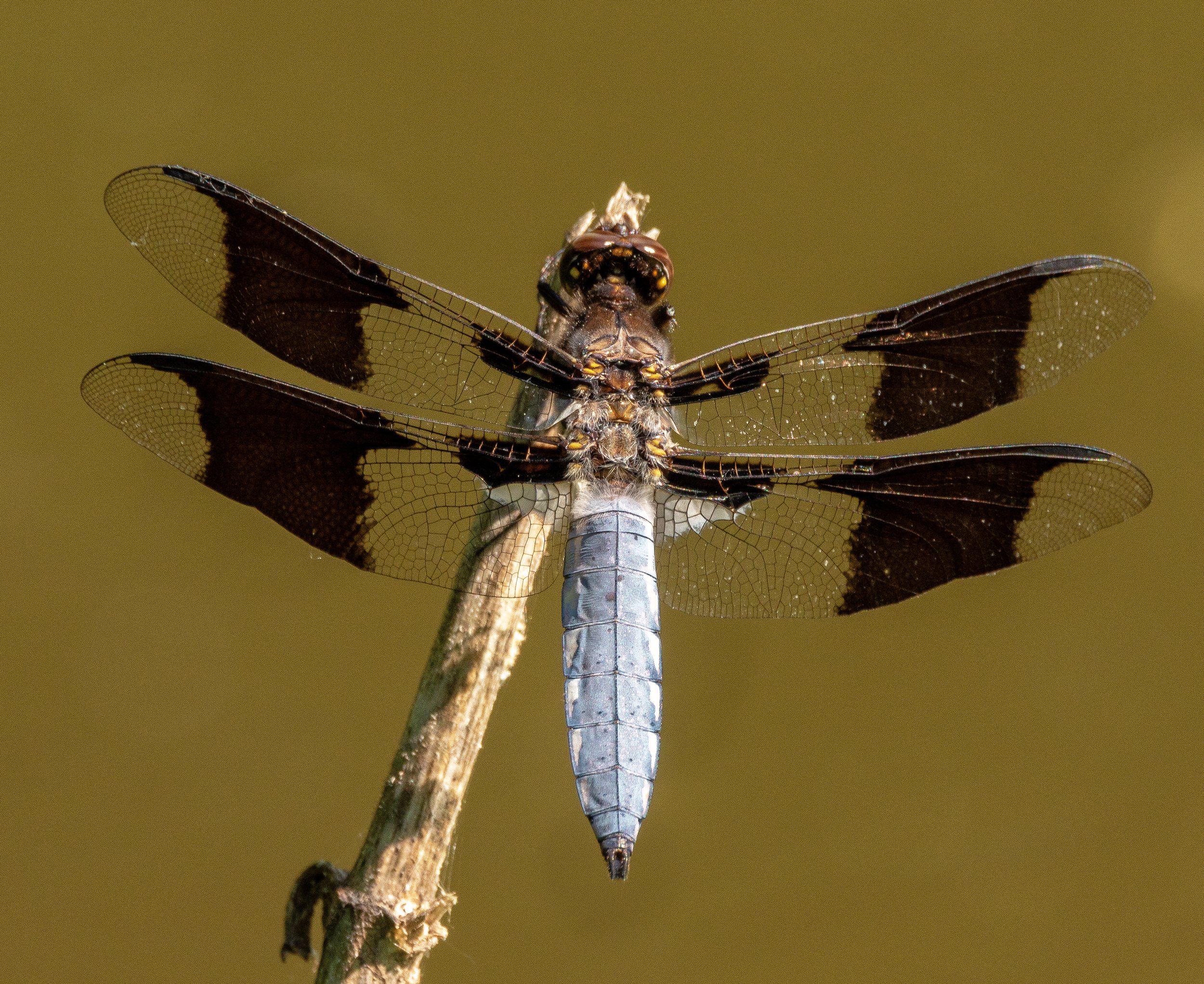 Ohio Odonata Society
