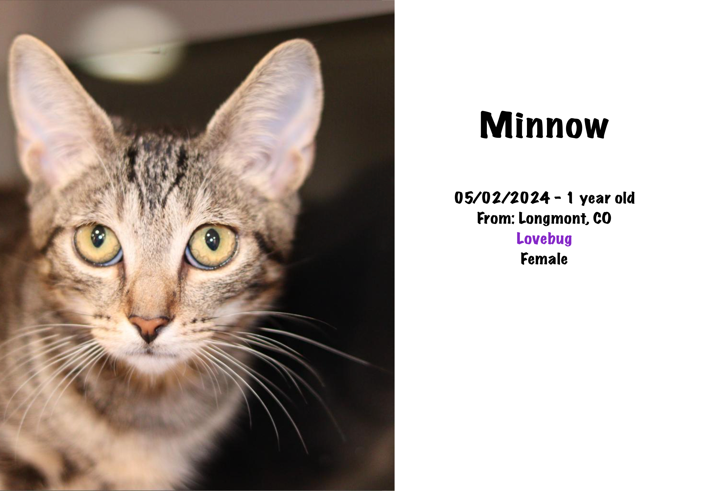 Purrfect Pause Cats — Purrfect Pause Cat Cafe